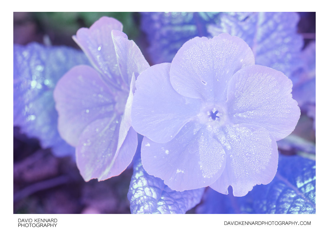 Orange flowered Primose [Multispectral] (III) · David Kennard Photography